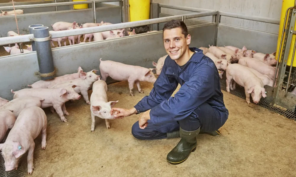 Pig Farm Worker Jobs in New Zealand